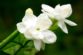 Jasmine: The National Flower of Pakistan | National Flowers by Country