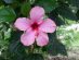 National Flower of Puerto Rico | Maga de Flora Flower of Puerto Rico ...