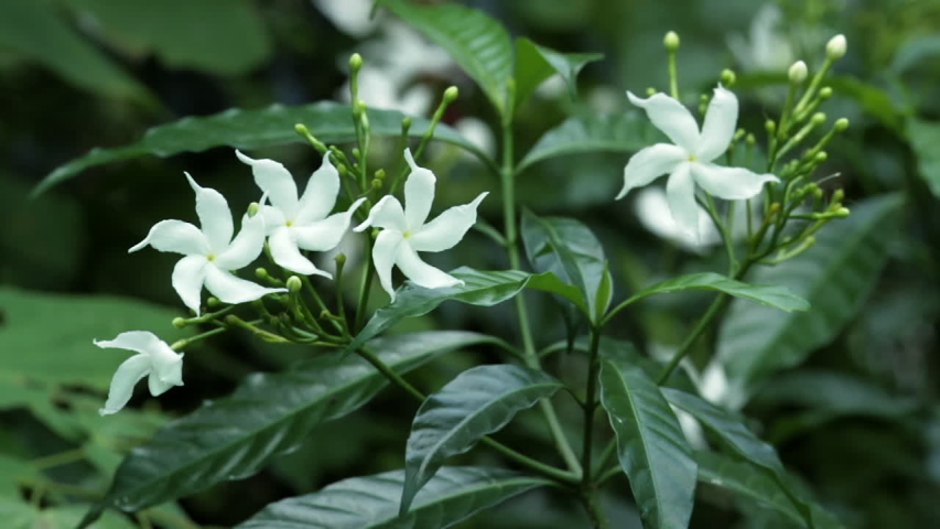 National Flower of Philippines | Jasmine Flower Of Philippines ...