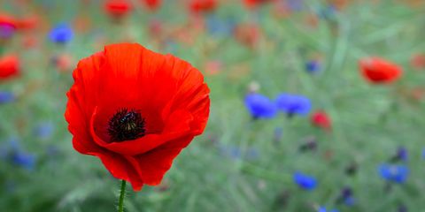 National Flower of Poland | Red Poppy Flower of Poland | National ...