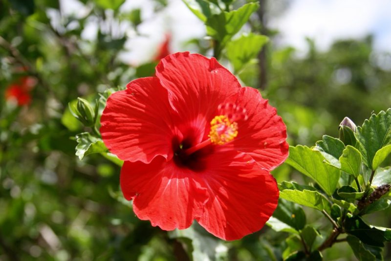 National Flower of Tonga | Heilala Flower of Tonga | National Flowers ...