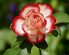 National Flower of England | Tudor Rose Flower of England | National ...