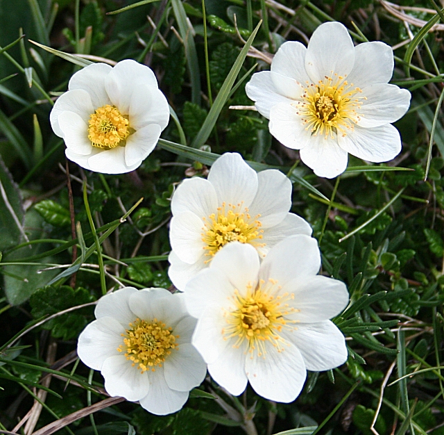 National Flower of Iceland | Mountain Avens Flower of Iceland ...