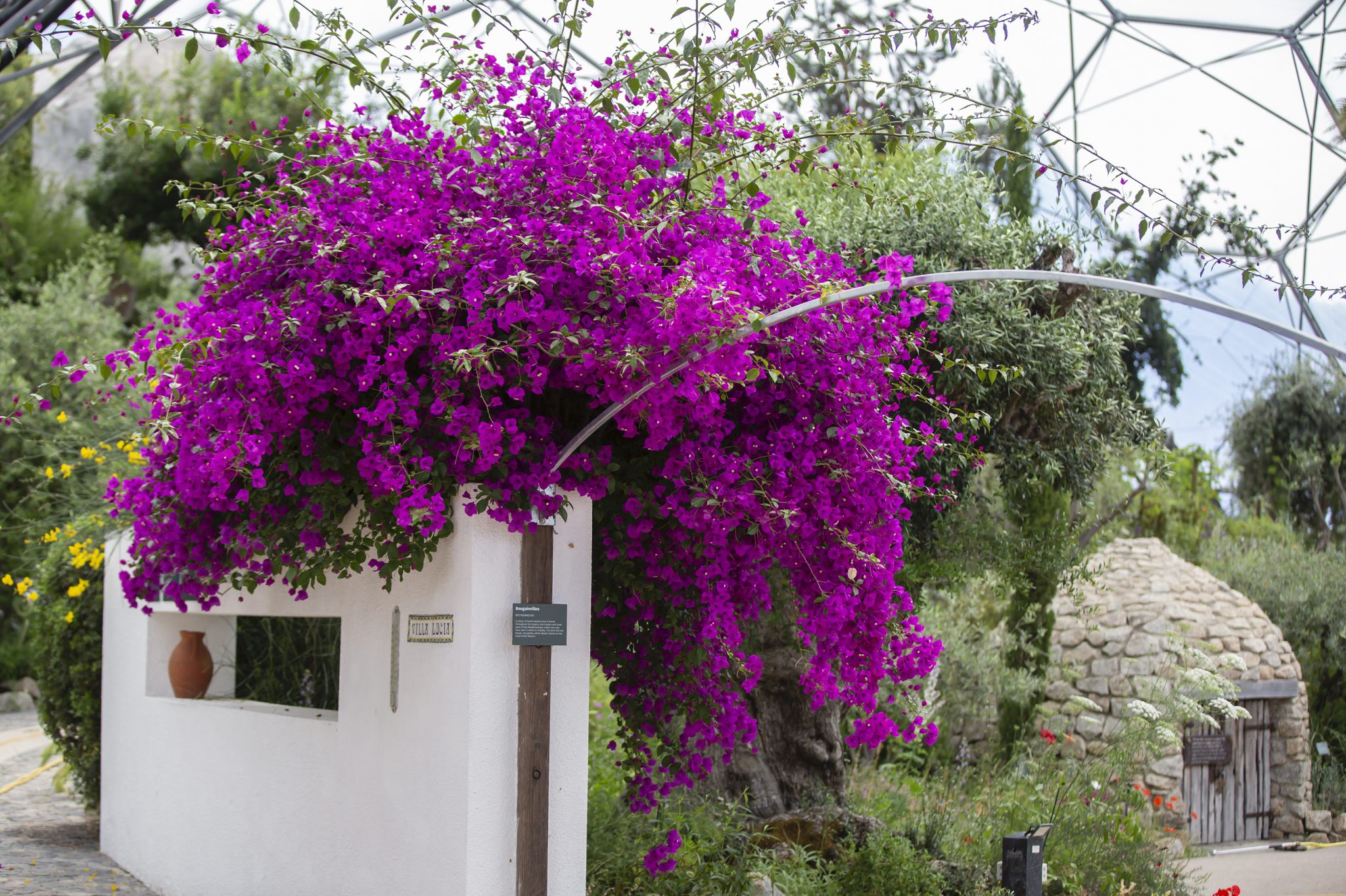 National Flower of Guam | Bougainvillea Flower of GAUM | National ...