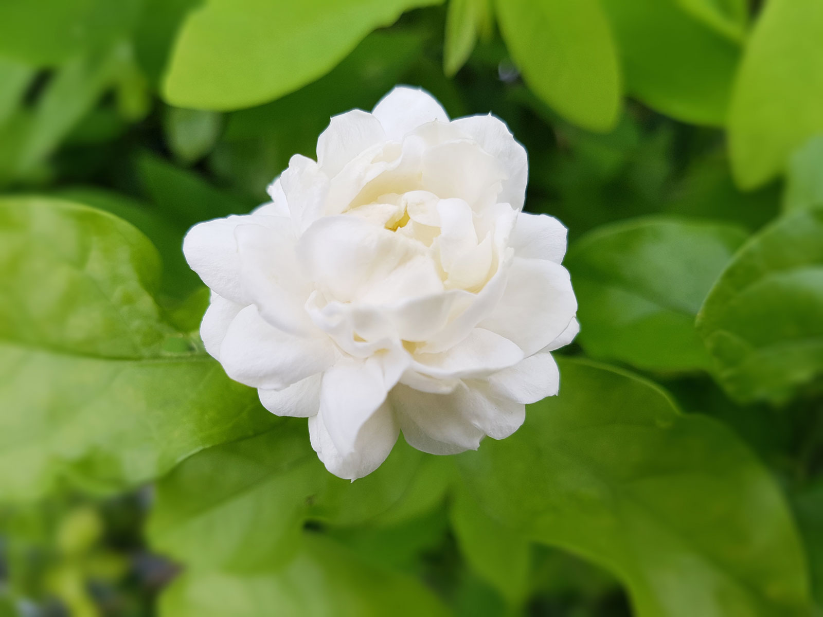 National Flower of Indonesia | Arabian Jasmine Floral of Indonesia ...