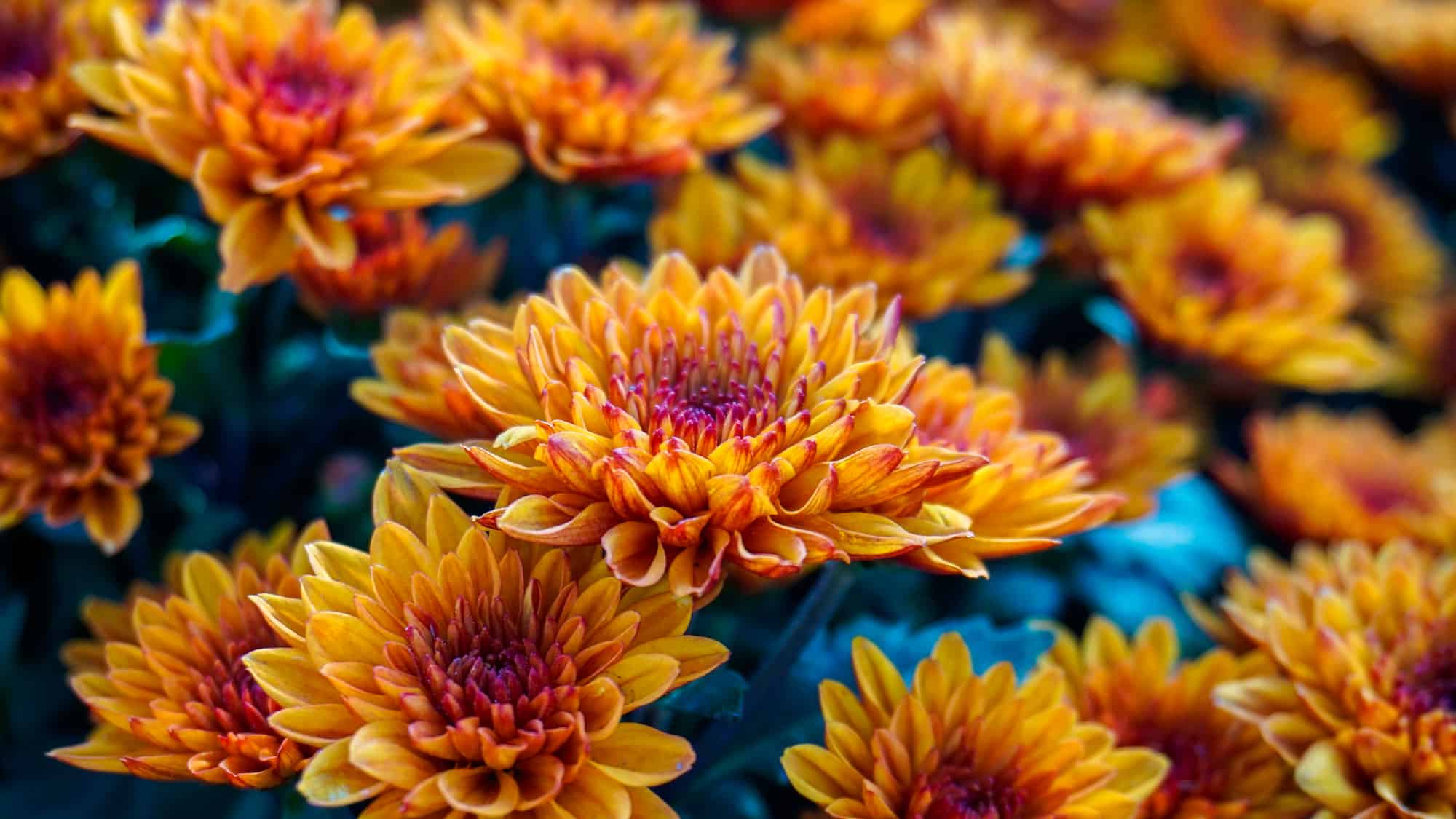 National Flower of Japan | Mums Flower of Japan | National Flowers by ...