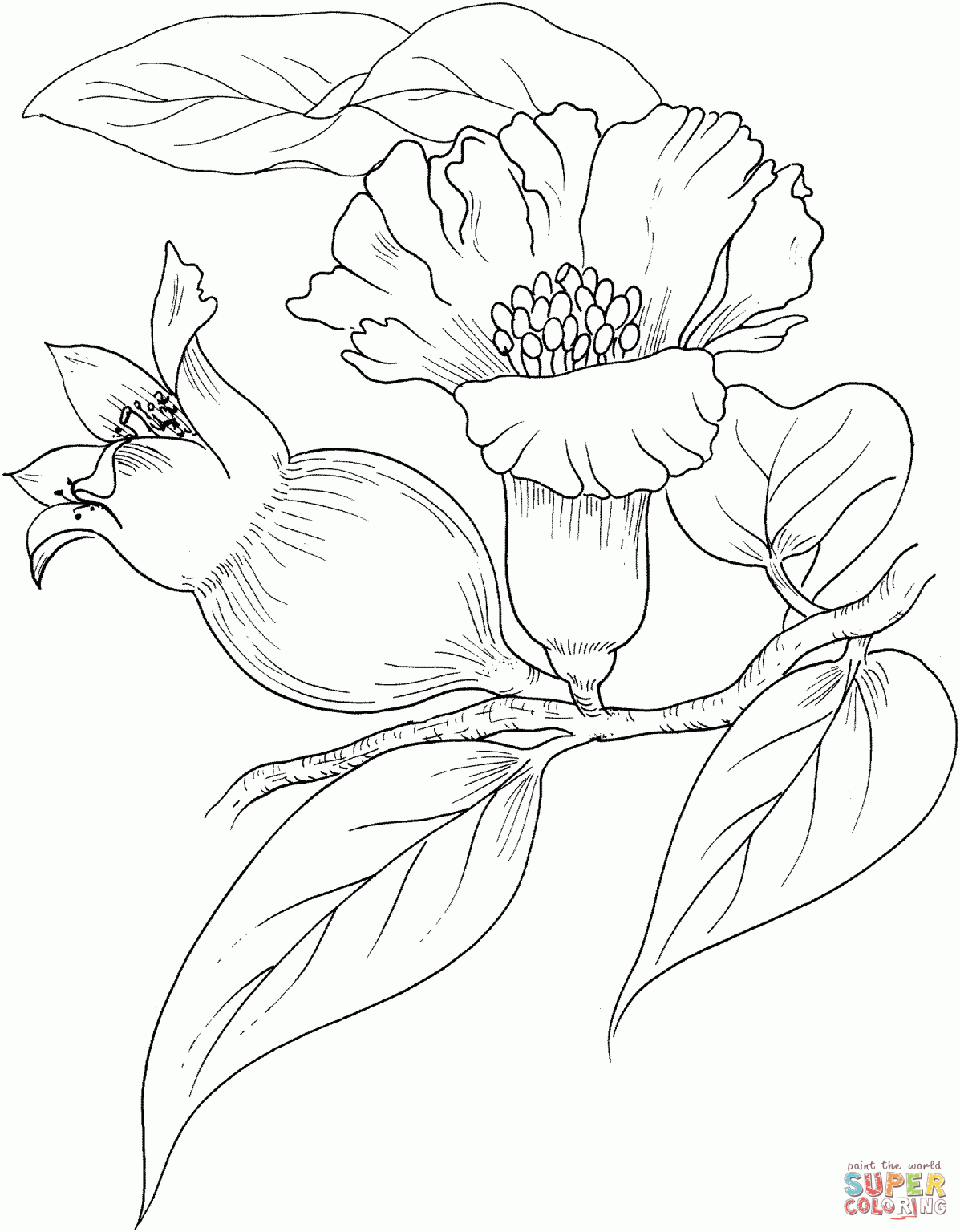 National Flower of Libya | Pomegranate Flower of Libya | National ...