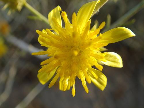 National Flower of Kuwait | Rhanterium Epapposum Flower of Kuwait ...
